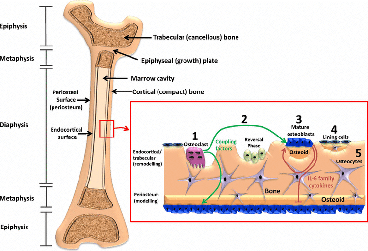 Bone Stress Injury / Fracture : A Comprehensive Rehab Guide! — buanphysio