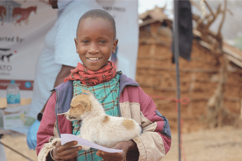 International Veterinary Volunteer Opportunities