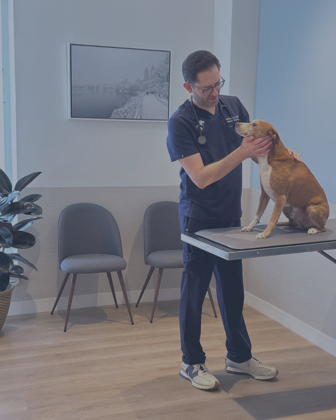 VSEC | Animal Hospital - 24/7 Expert Emergency & Specialty Care