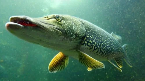 Reindeer Lake Lodge | Book YourFishing Adventure Today
