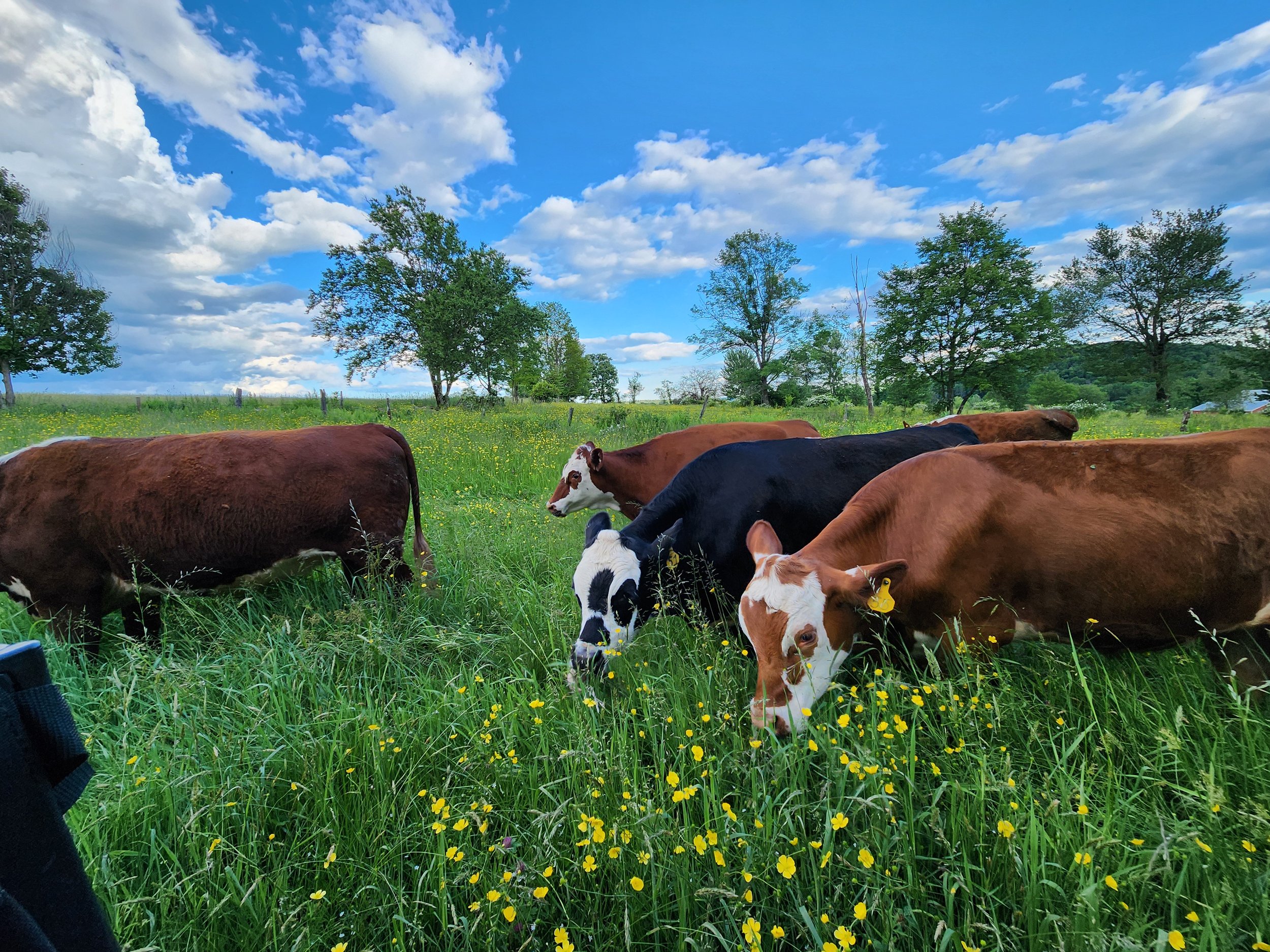 Agriculture — Wayne Tomorrow!