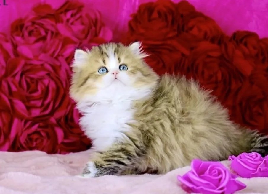 Dream Doll Persians | Exquisite Doll Face Persian Kittens in California