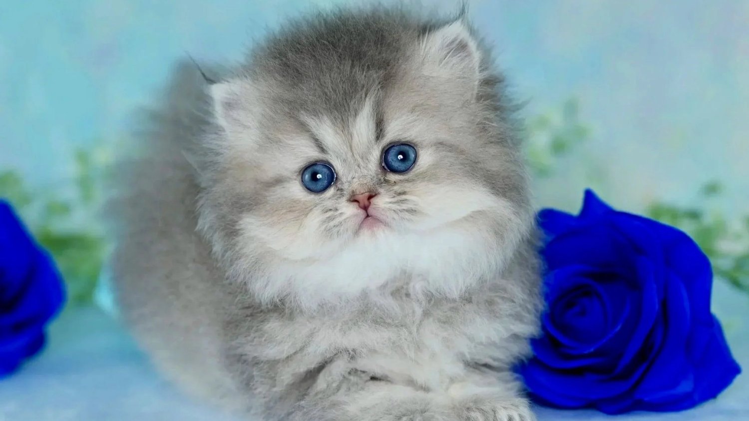 Available Kittens | Find Your Dream Doll-face Persian Kitten Today ...