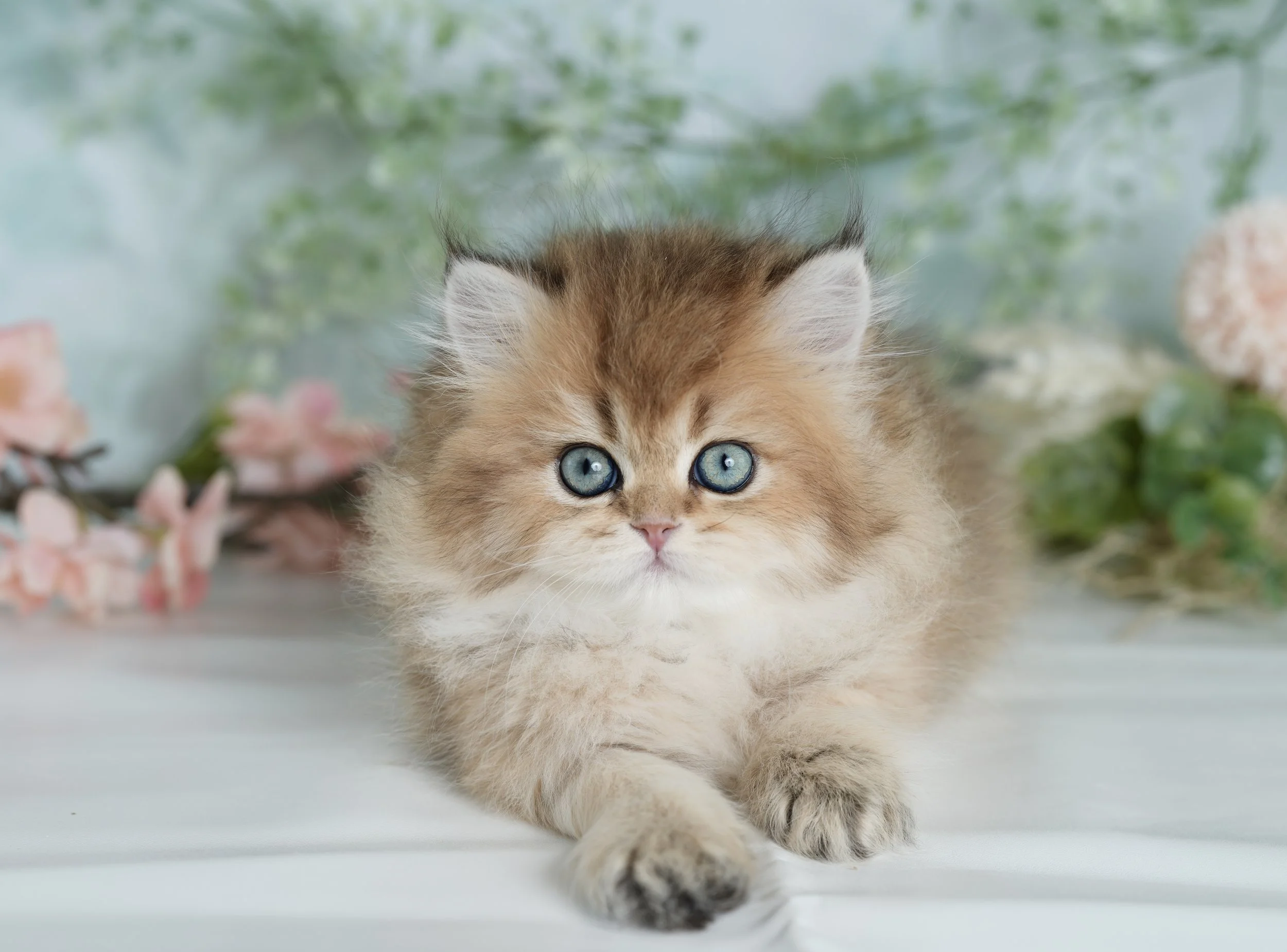 Golden Persian Kittens | Find Your Perfect Doll-Face Persian Kitten ...