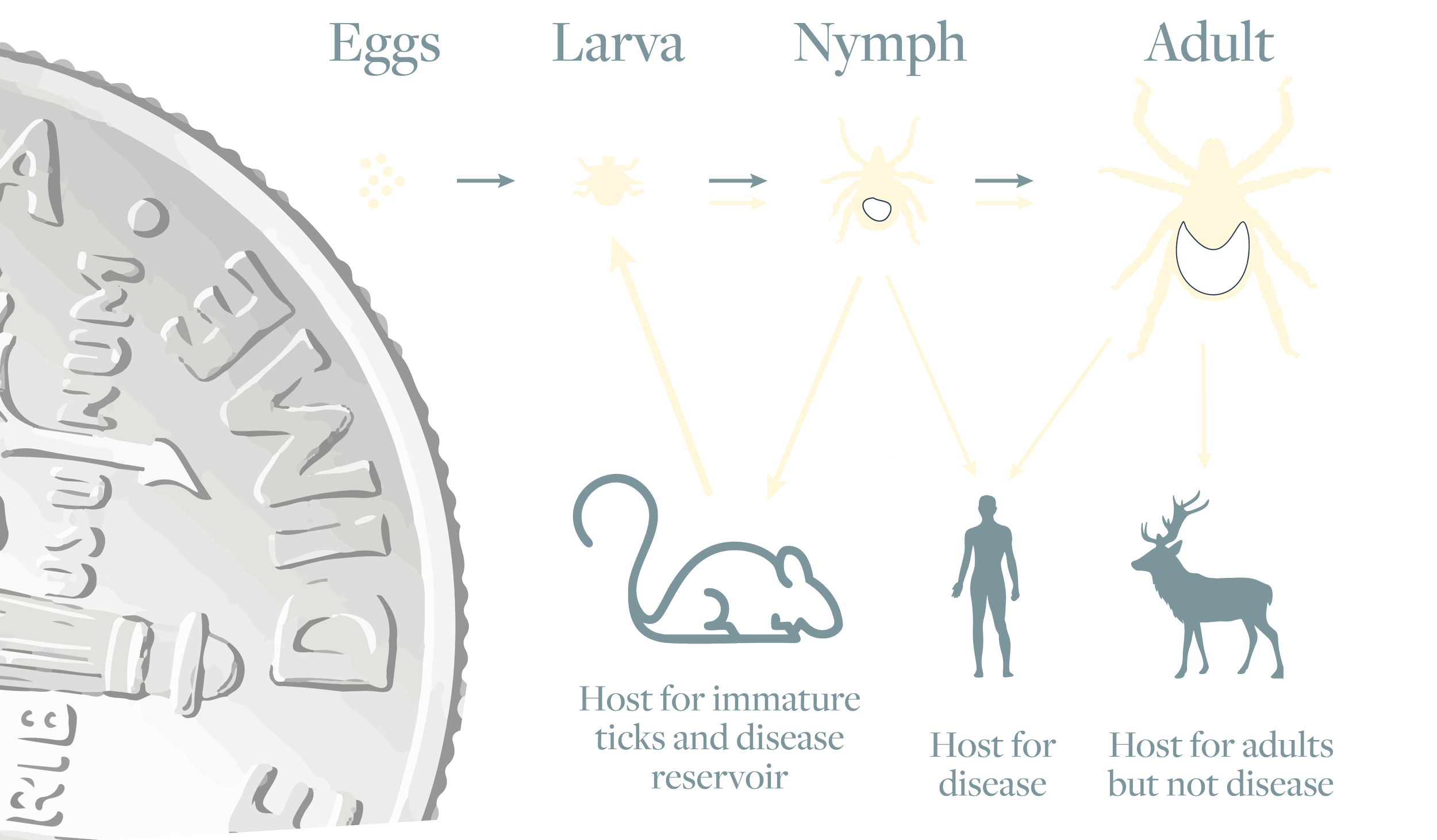 Lyme Disease | Act Now to Prevent Lyme — Mice Against Ticks