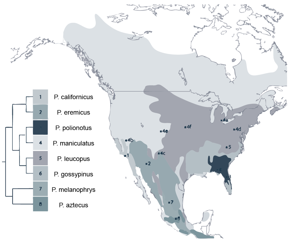 Lyme Disease | Act Now to Prevent Lyme — Mice Against Ticks