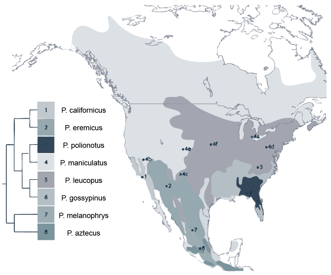 Lyme Disease | Act Now to Prevent Lyme — Mice Against Ticks