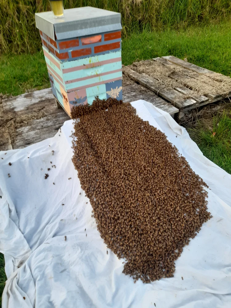 Auckland Beekeepers Club