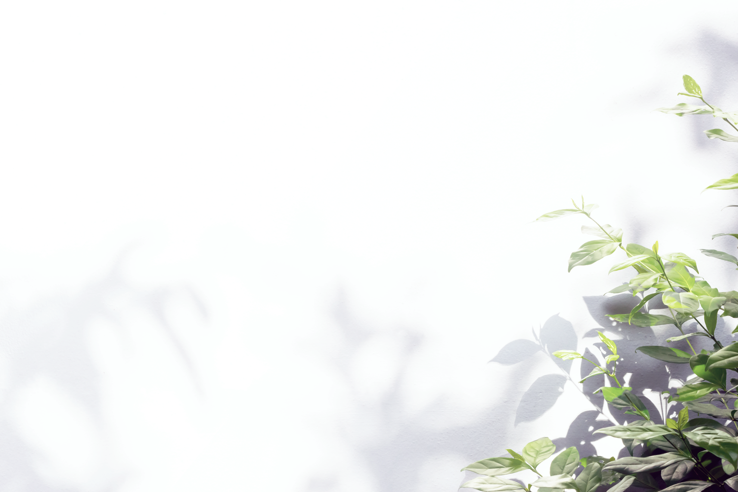 Middle Path Health: Direct Pay Primary & Herbal Care Kennebunk ME