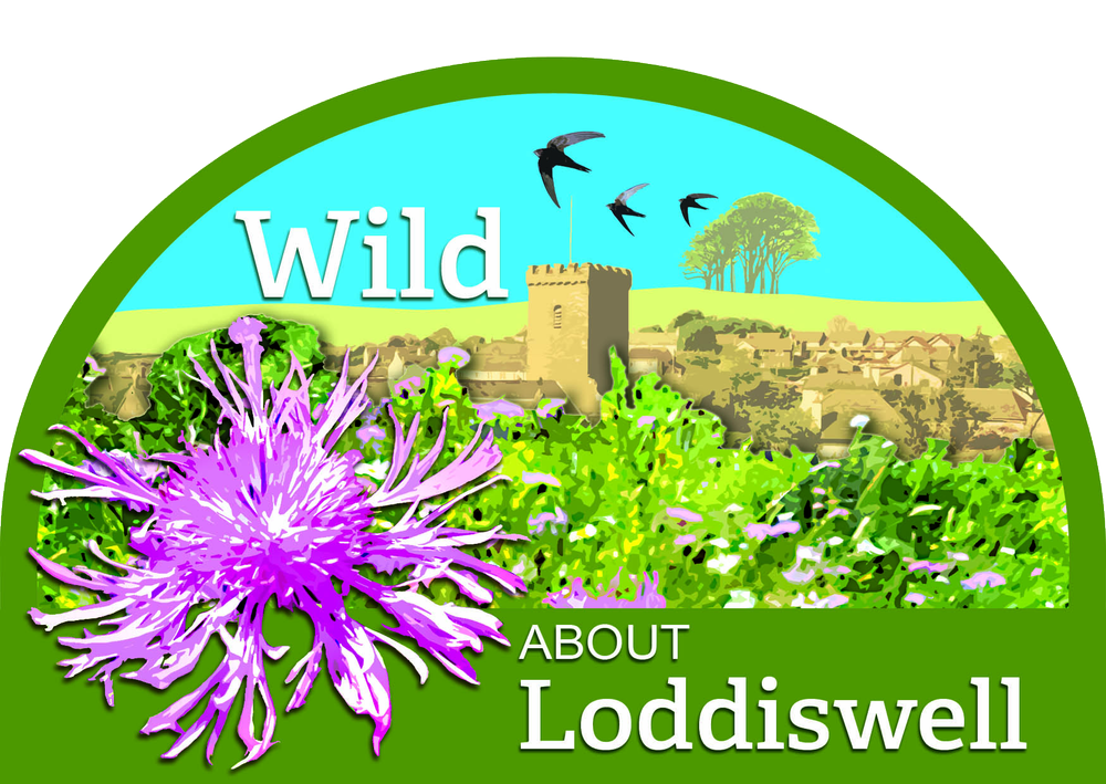 Loddiswell Community Website | Join the Community Today