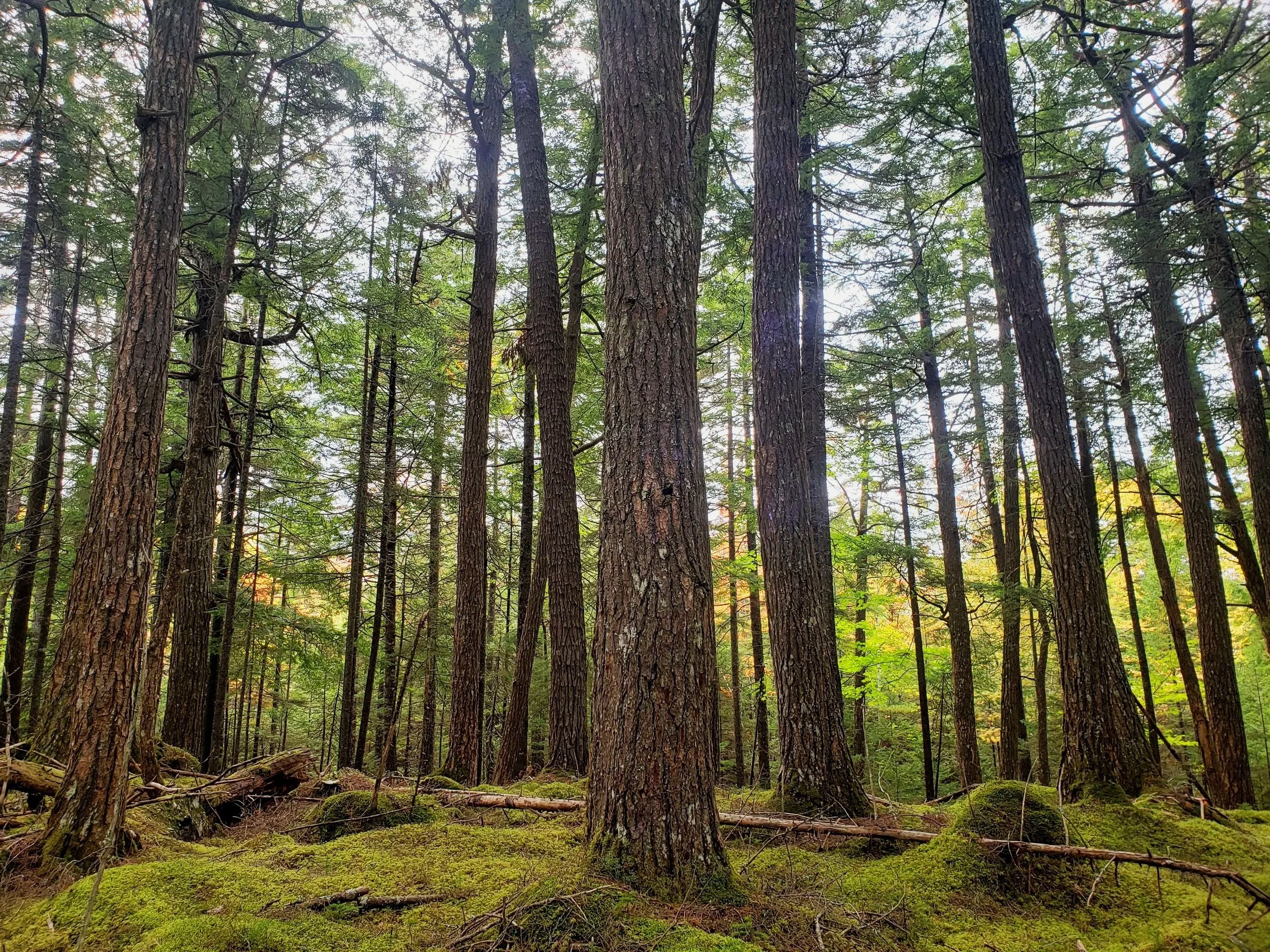 Branches of Serenity Forest Immersion