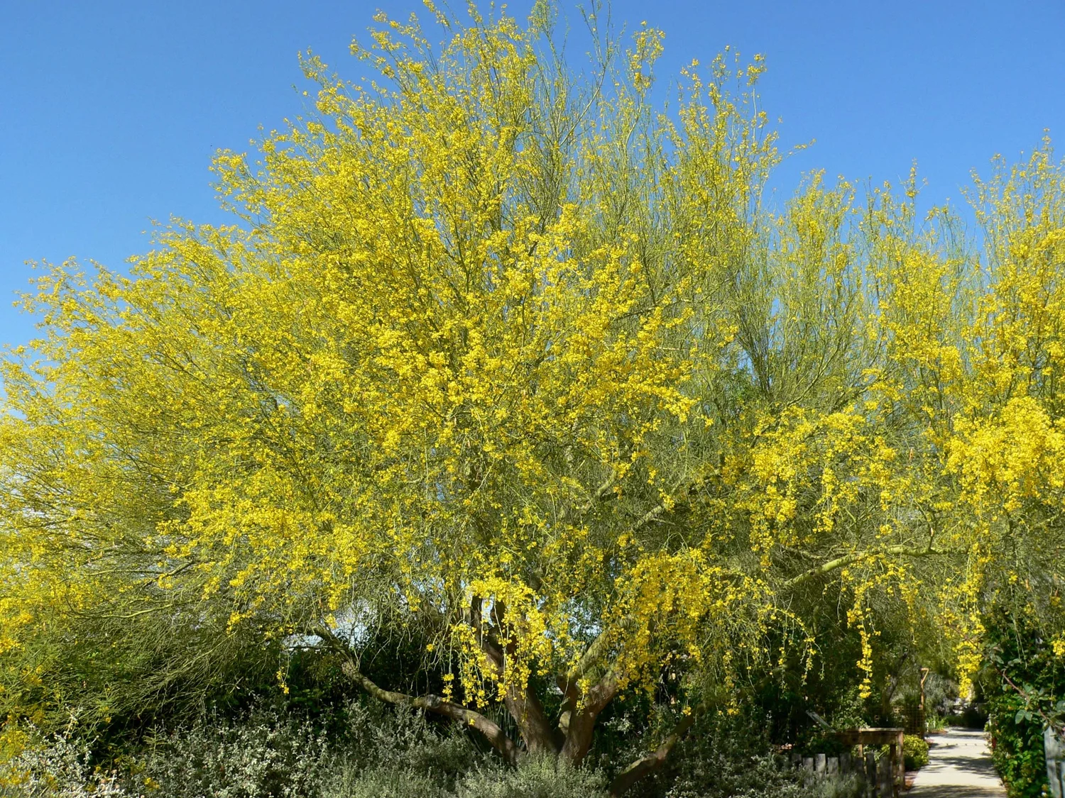 Discovering the Palo Verde Tree: A Sonoran Desert Icon — TIMBERx ...