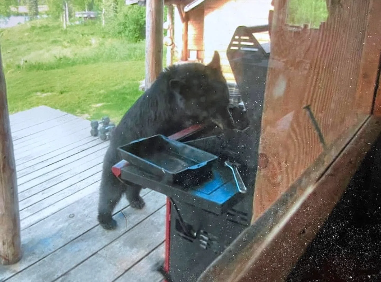 The Black Bear — BUCK BOWDEN