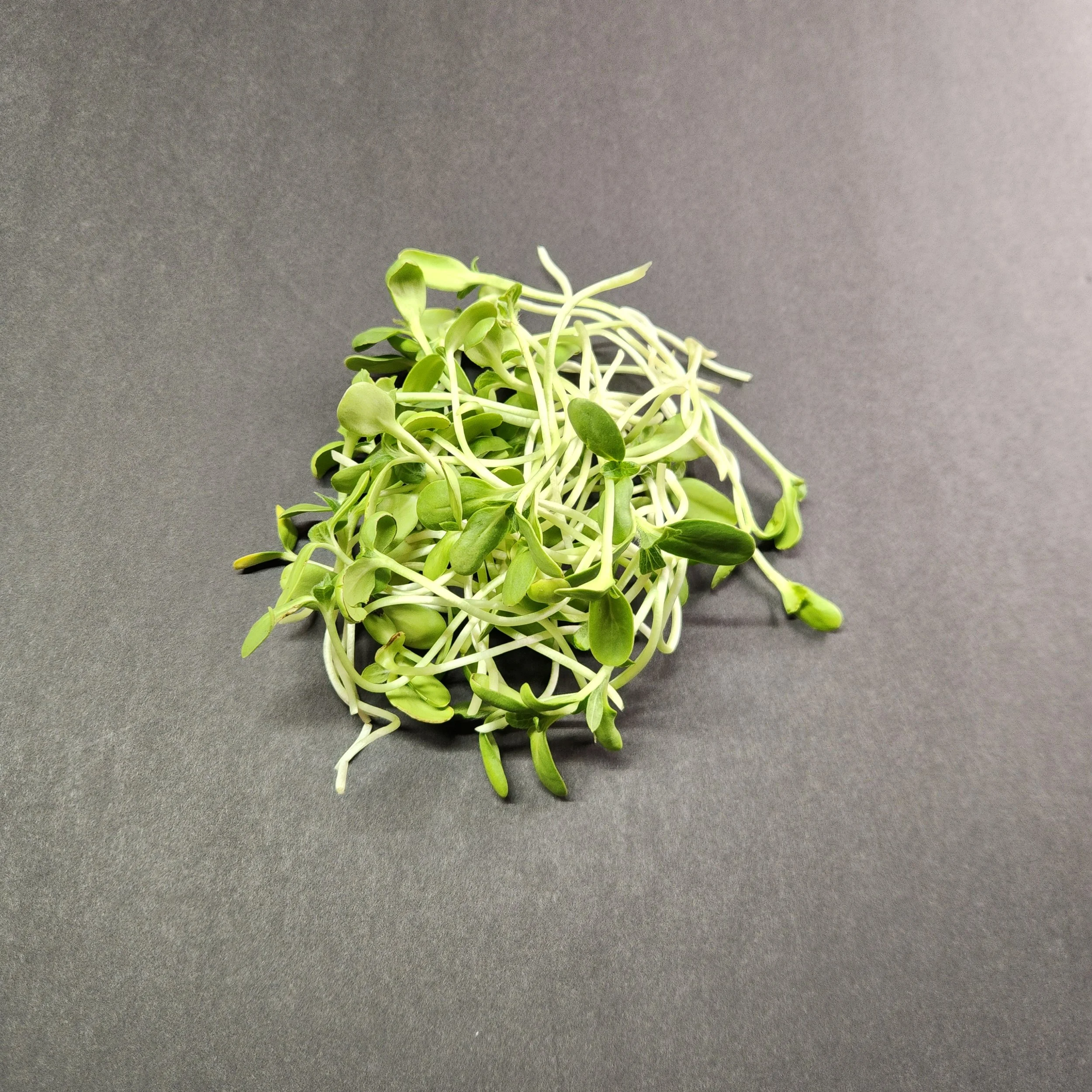Leaves of Two - 2oz Sunflower Sprouts — Humble Harvest Co.