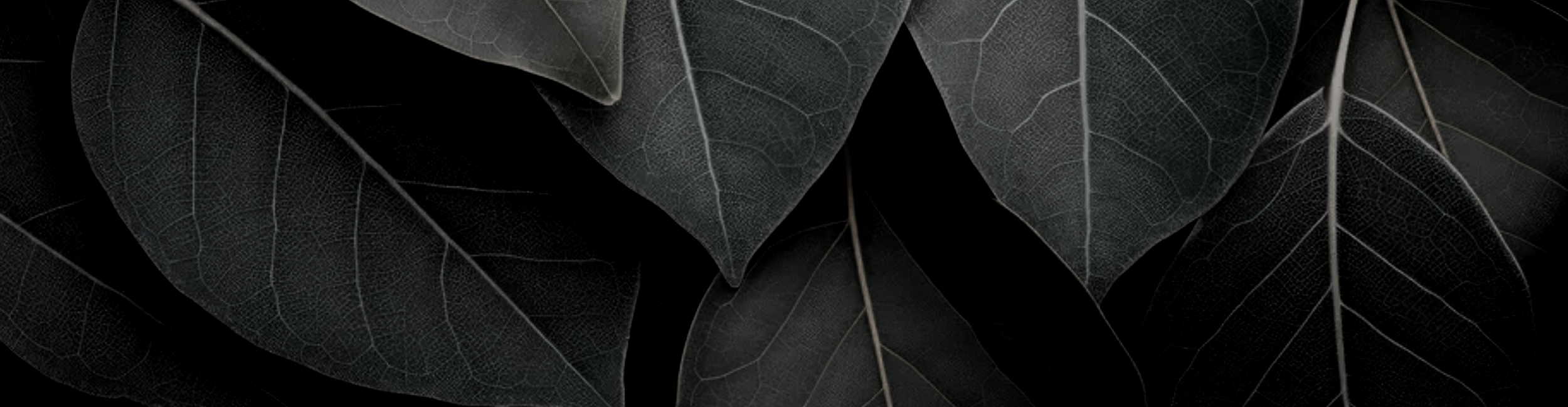 How to Assess Trees Using AS 2303:2018 Standard — TREES IMPACT