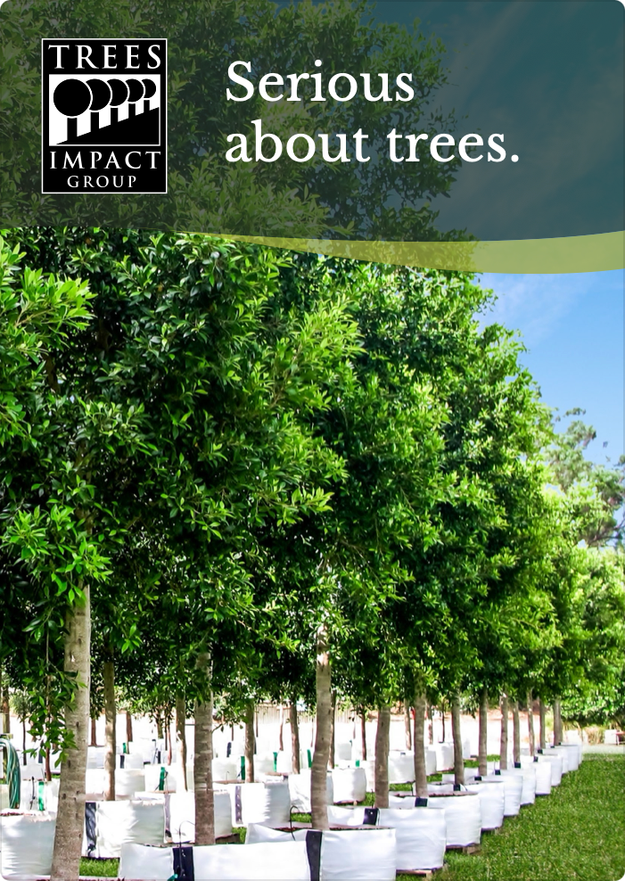 TREES IMPACT