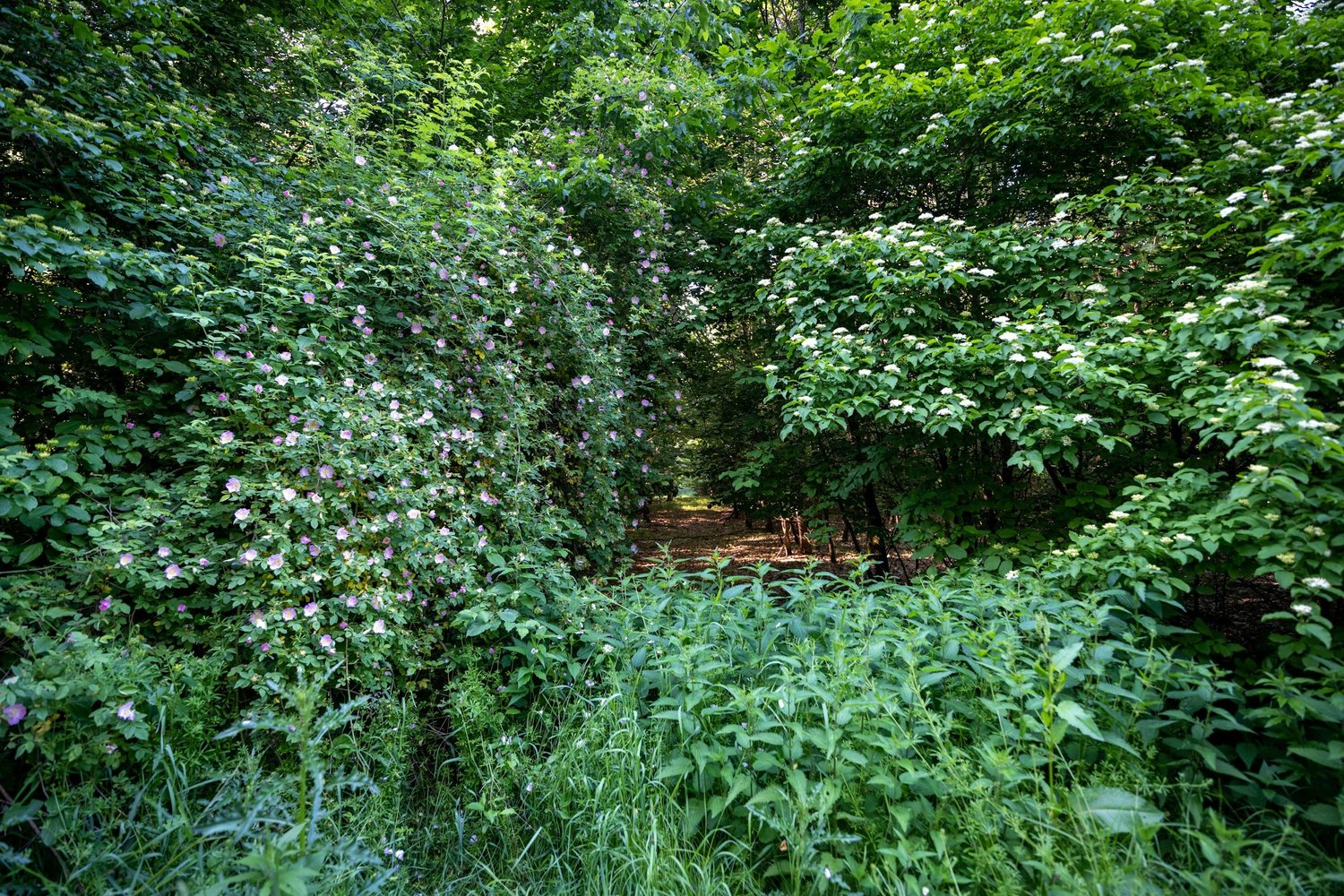 Native Ground Covers That Solve Slope Problems — PLAN.T
