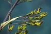 The Complete Guide to Flax Varieties for New Zealand Gardens — PLAN.T
