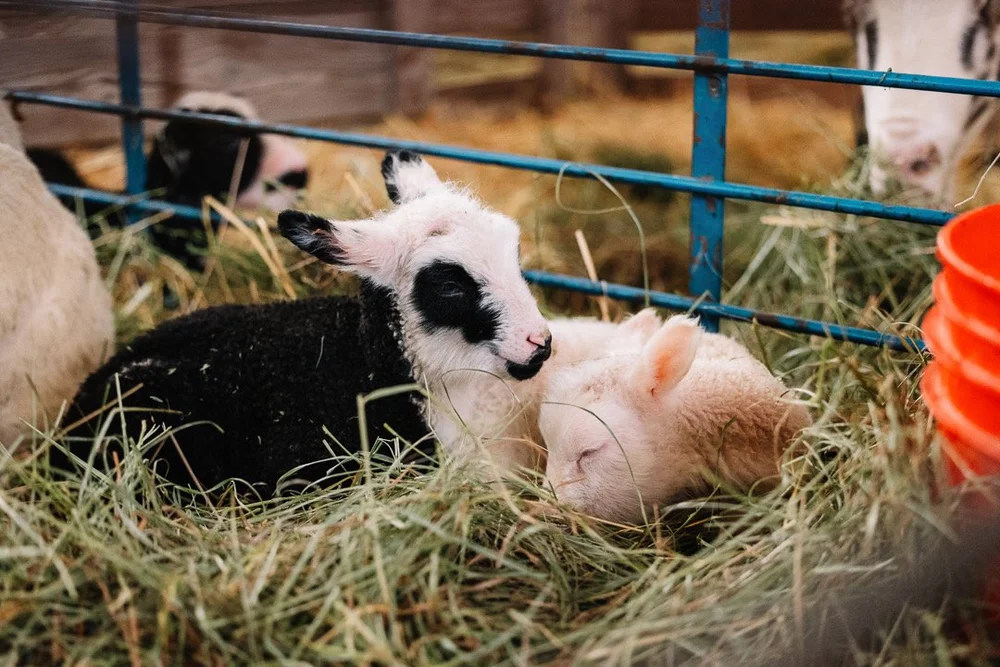 Are Dairy Sheep Worth it? — Fulbright Farmstead