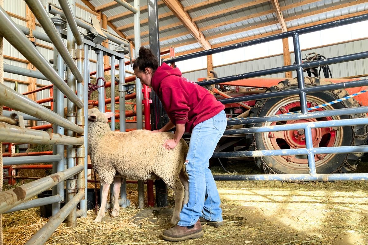When Is My Lamb Ready to Butcher? Weight, Timing & Practical Tips ...