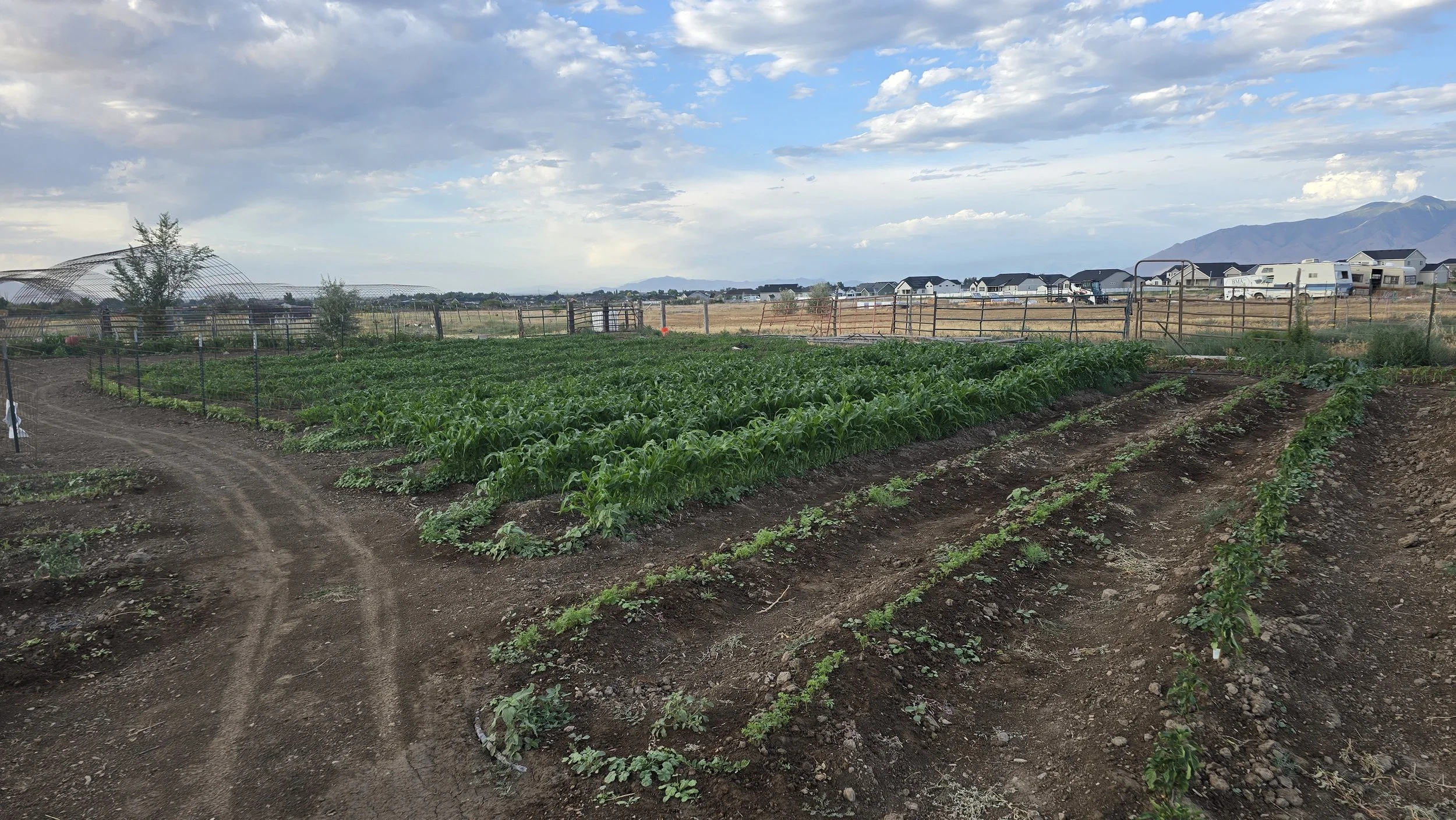 Taylor Traditions Farm | Fresh Vegetables | Pasture-Raised Pork ...