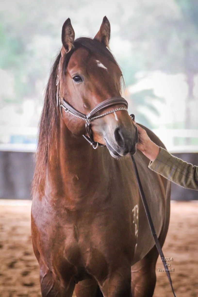 Waler Horse Society of Australia | Waler Horse