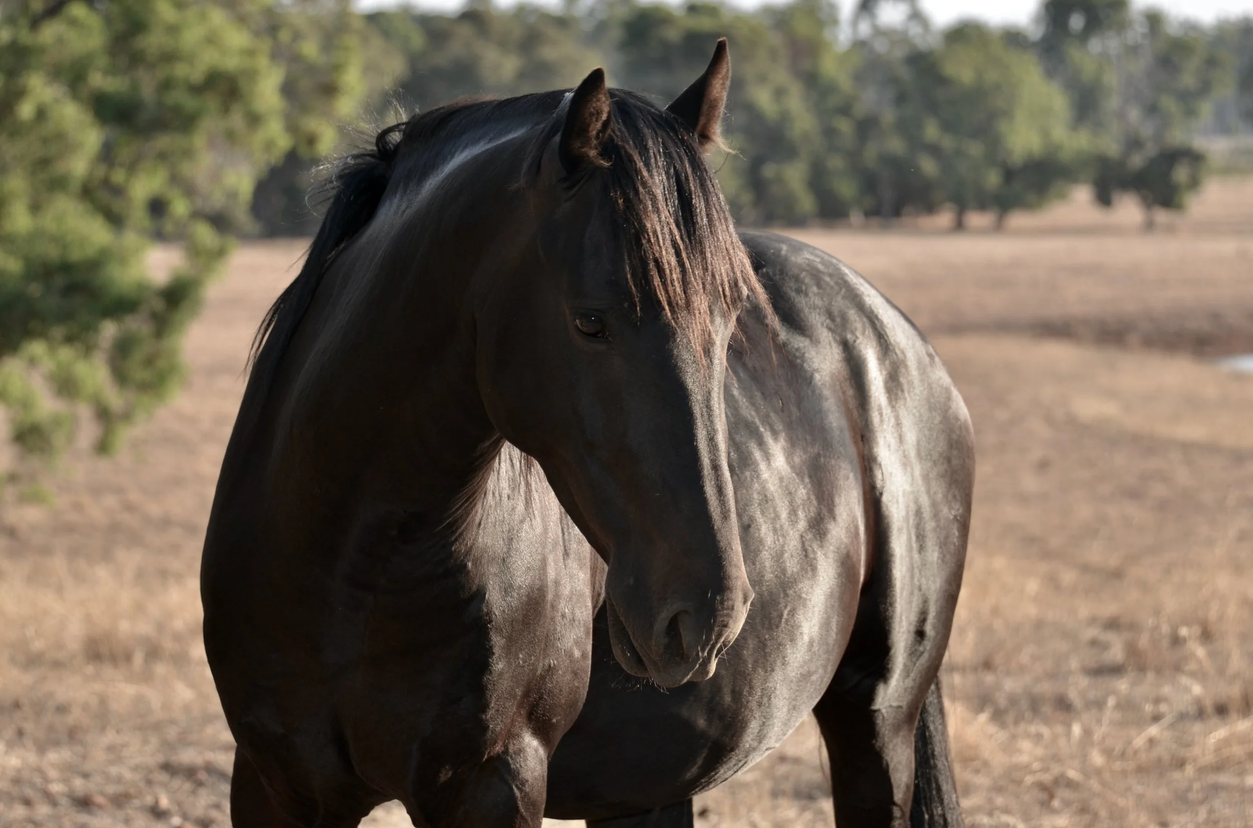 Waler Horse Society of Australia | Waler Horse