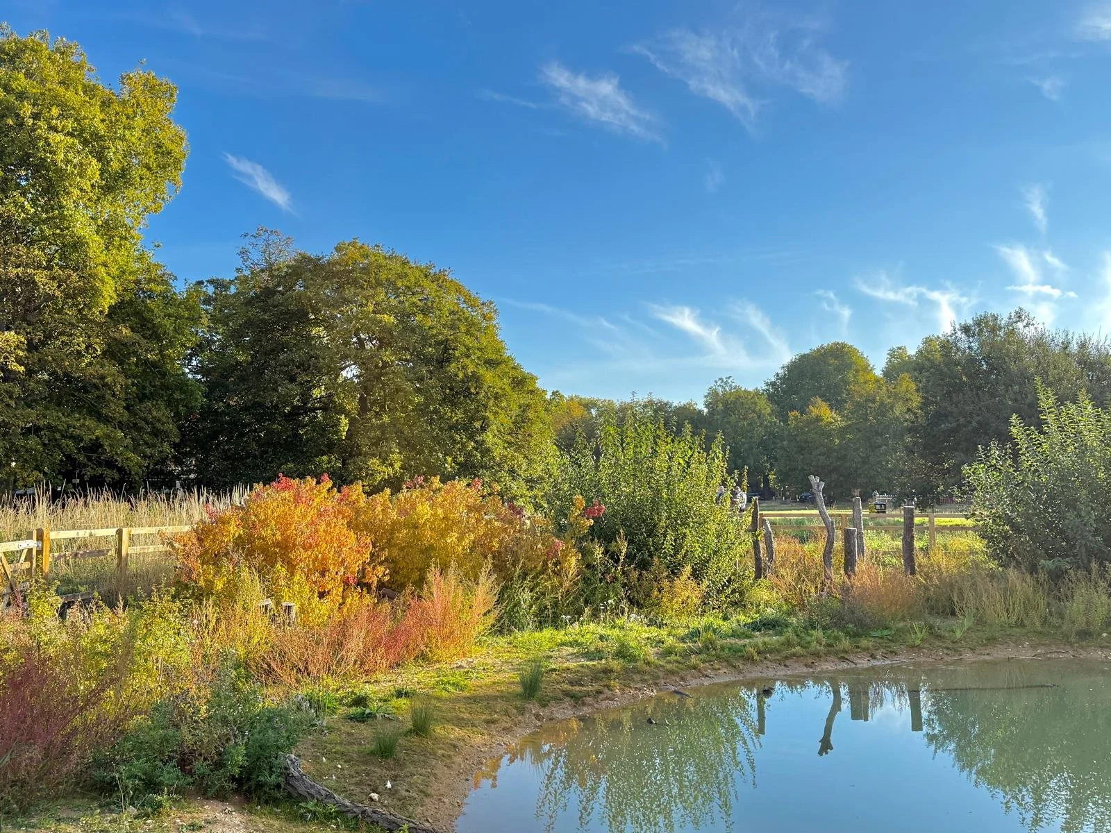 Nature Reserve | Explore and Support Local Nature — Friends of Clapham ...