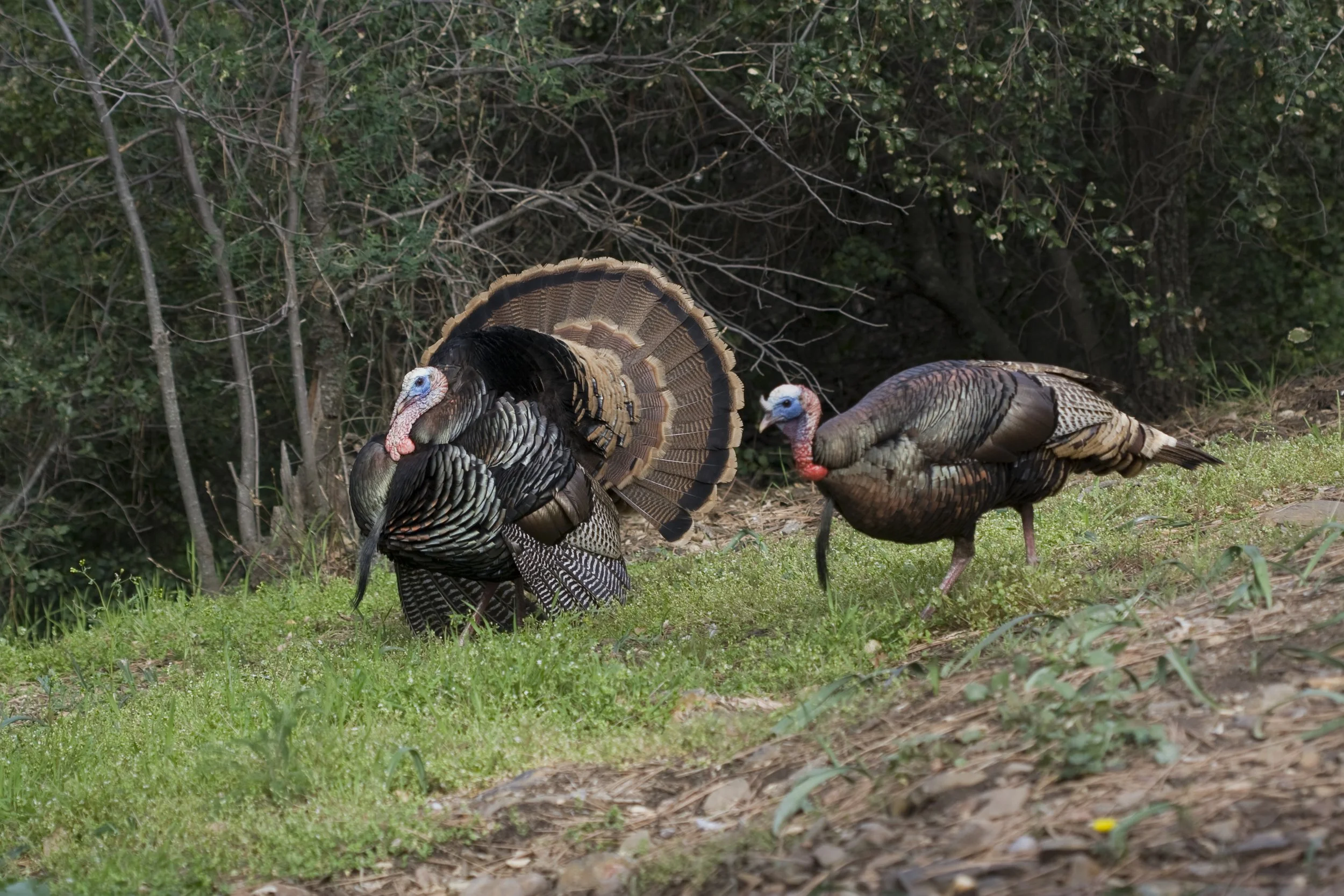 Branded Outdoors Sika, Whitetail, Turkey hunting.