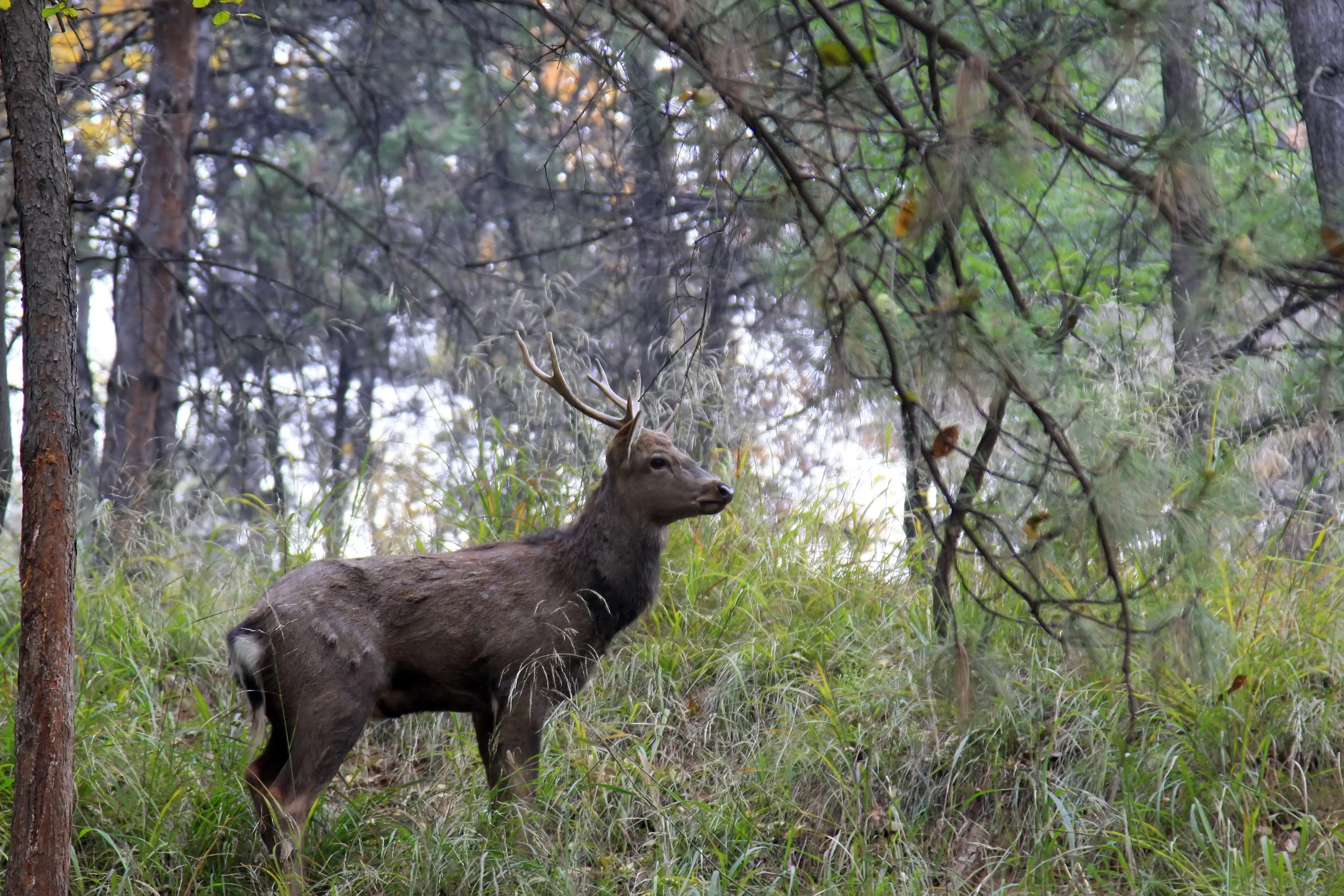 Branded Outdoors Sika, Whitetail, Turkey hunting.