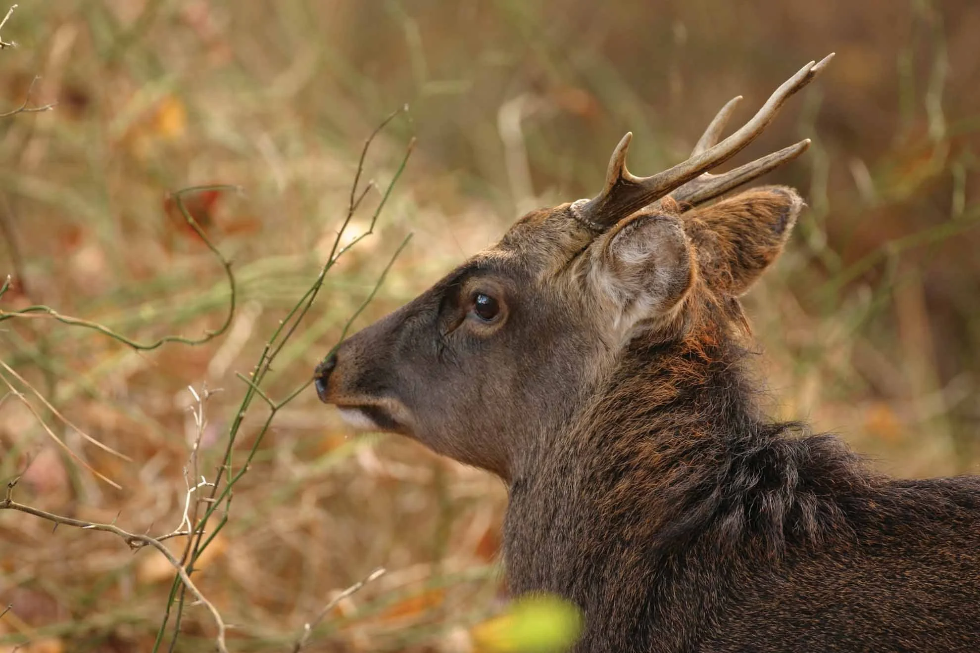 Branded Outdoors Sika, Whitetail, Turkey hunting.