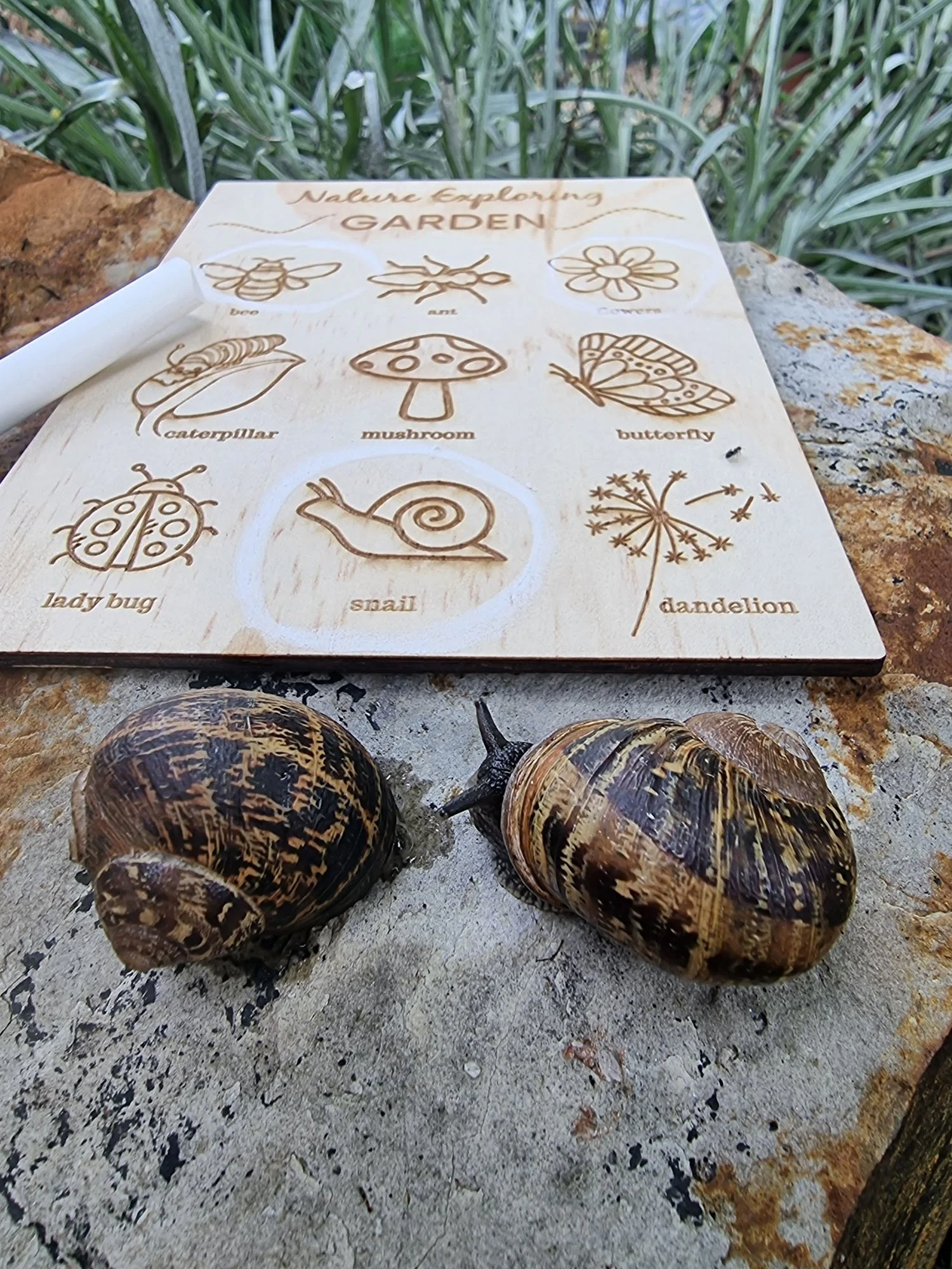 Nature Explorers timber nature designs for kids — erin.k - creative studio