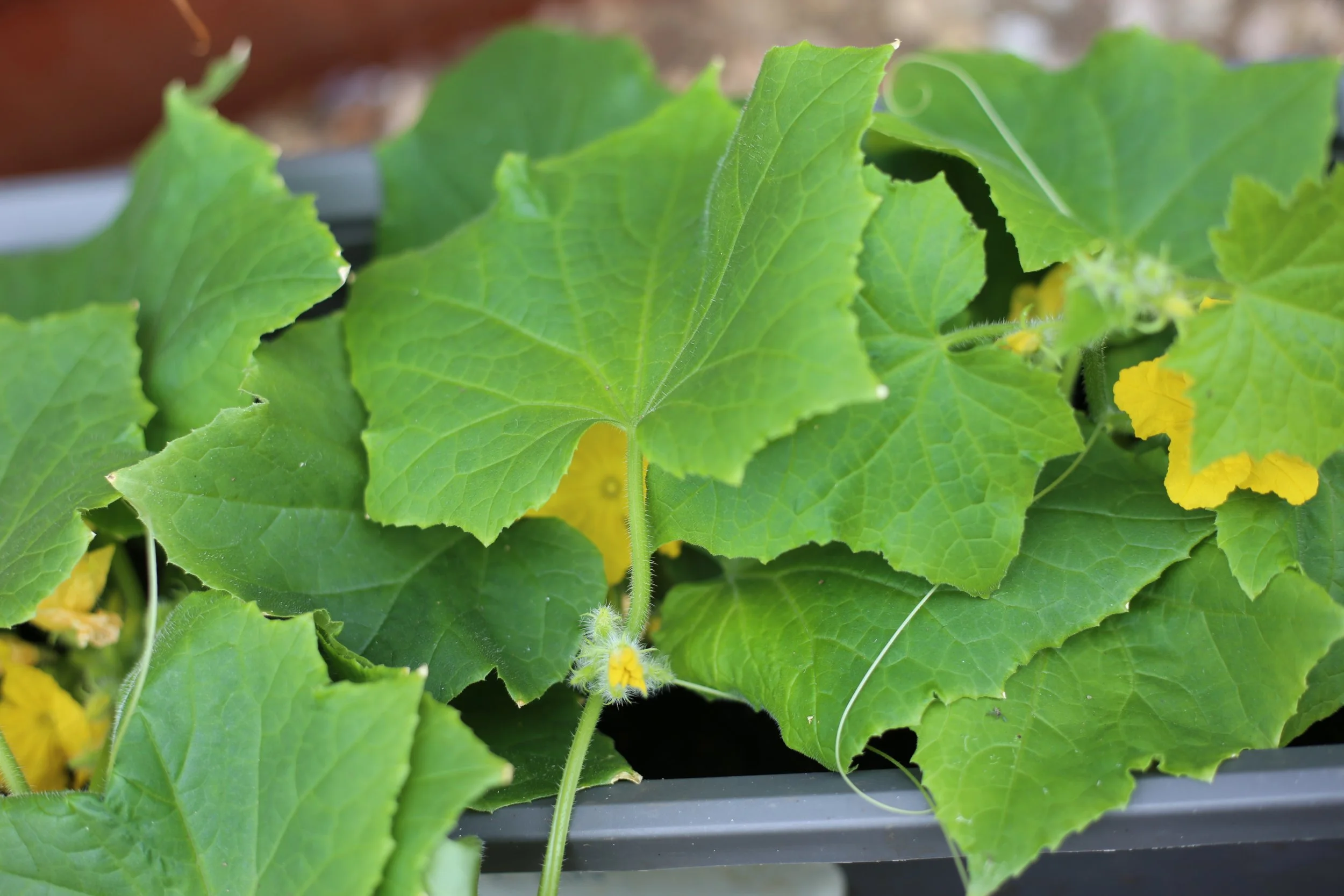 SilviBio — Peat-Free Products | Choose Eco-Friendly Solutions