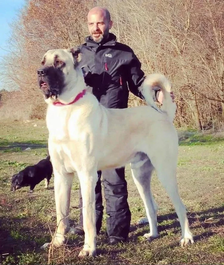 The Breed — Boz Colorado