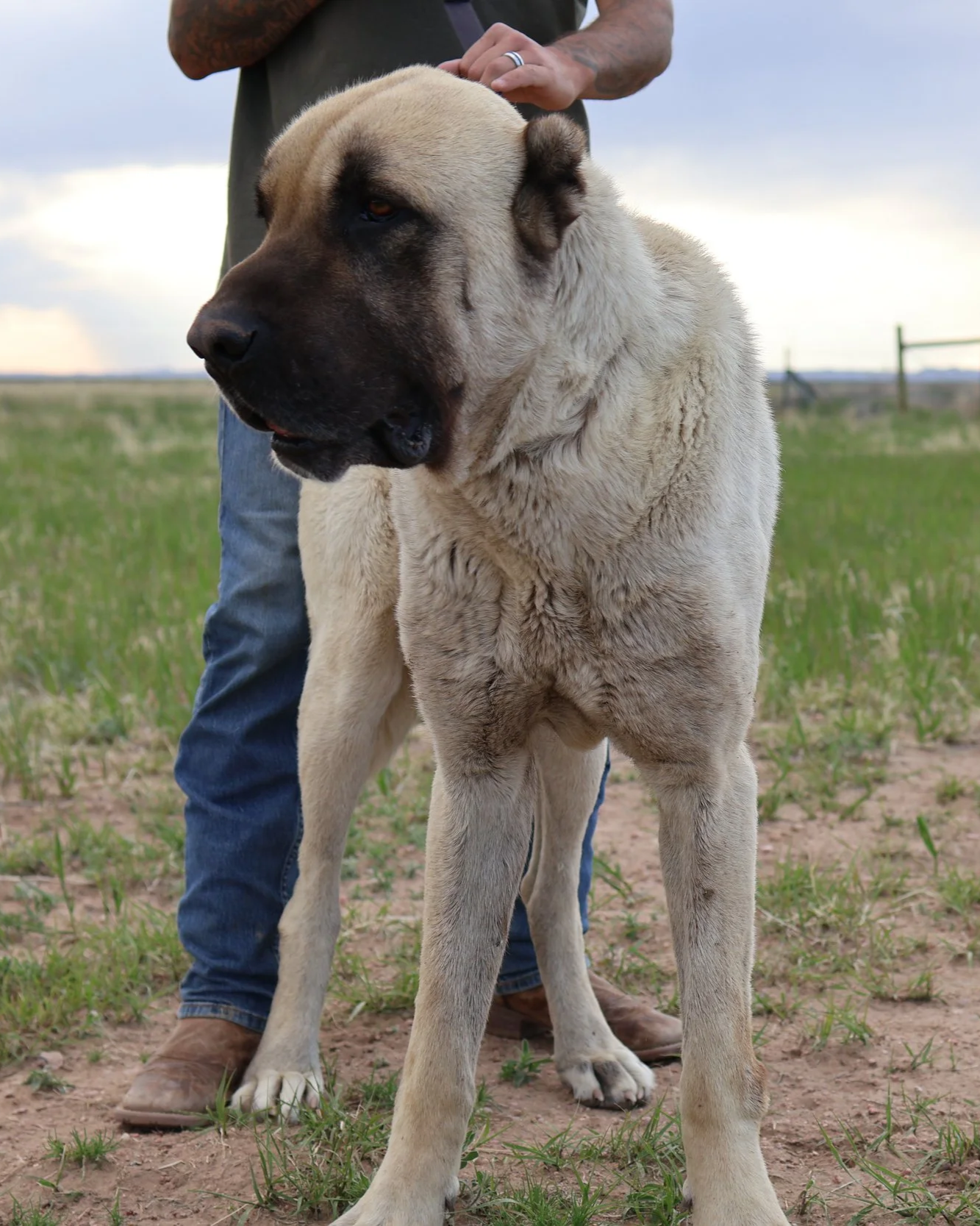 The Breed — Boz Colorado