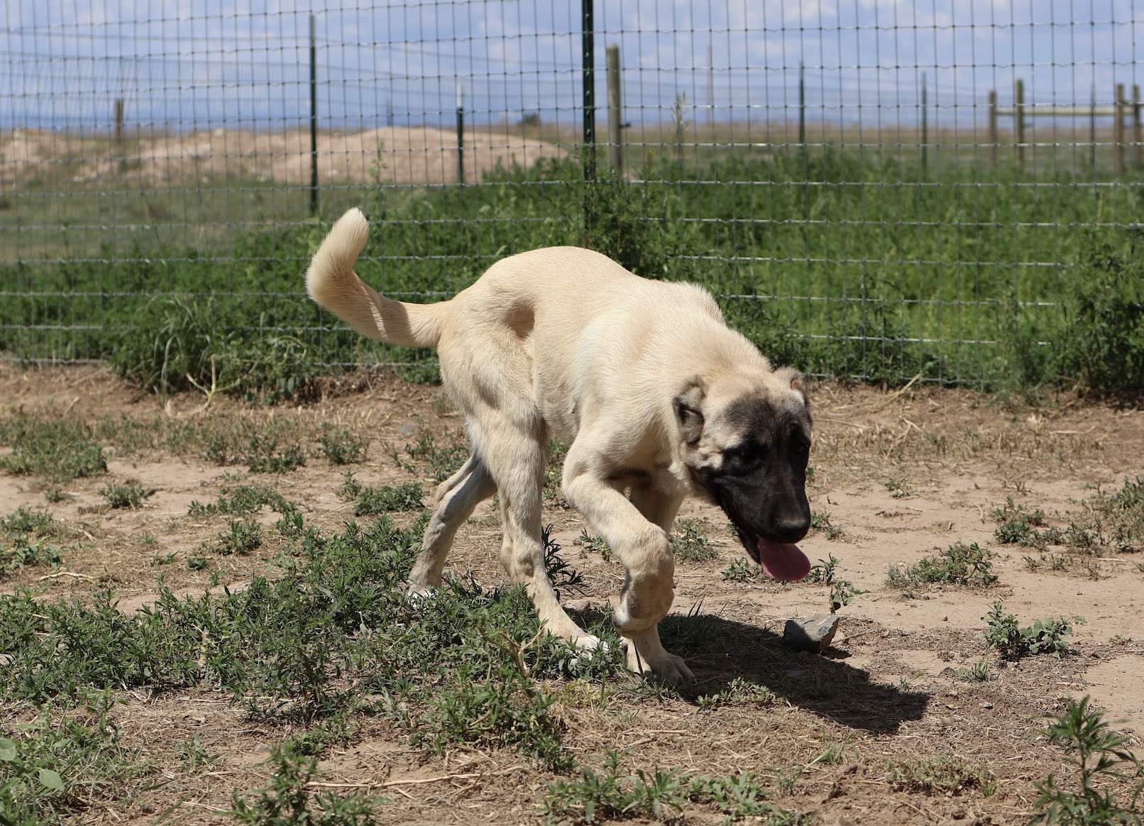 The Breed — Boz Colorado