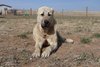 The Breed — Boz Colorado