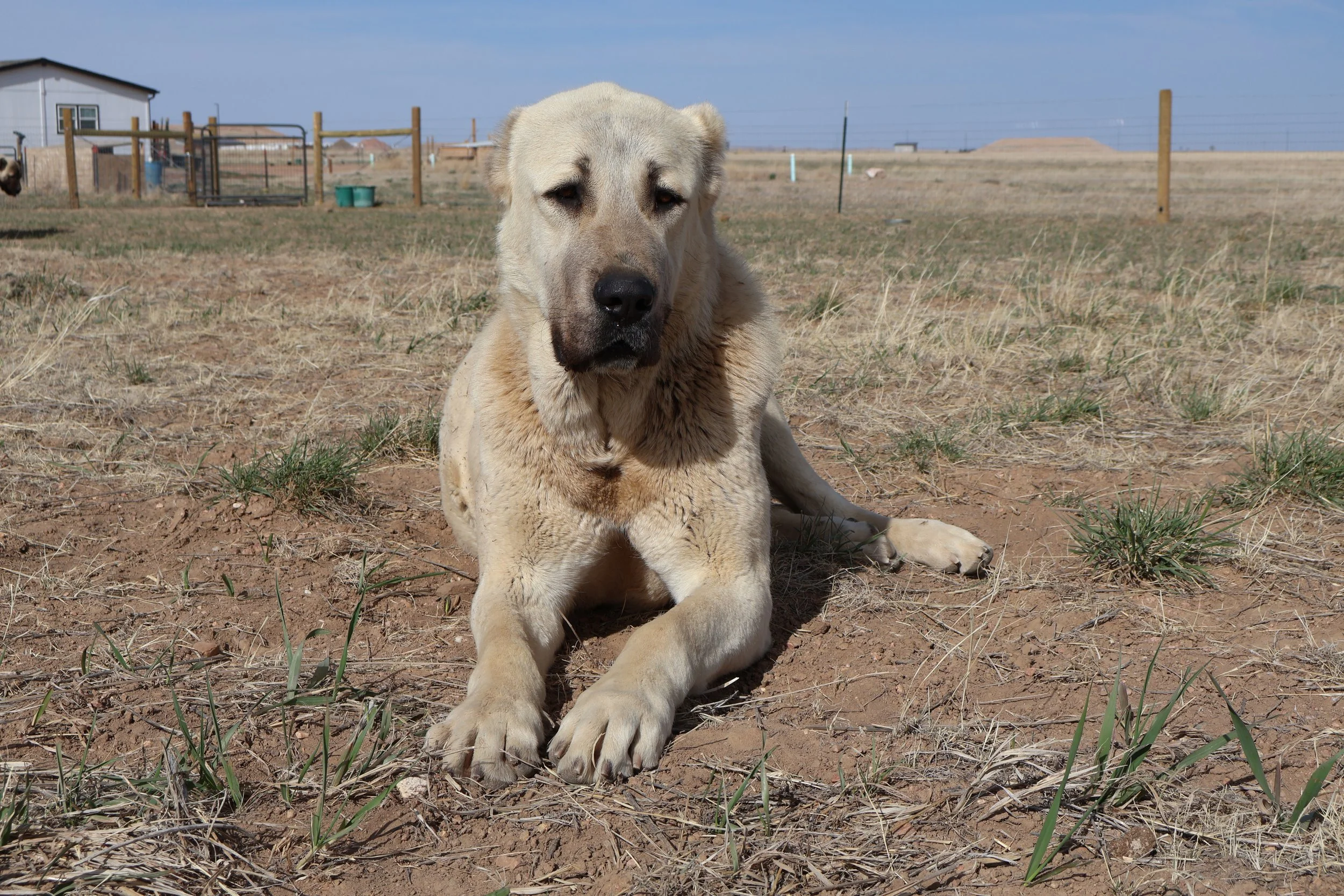 The Breed — Boz Colorado
