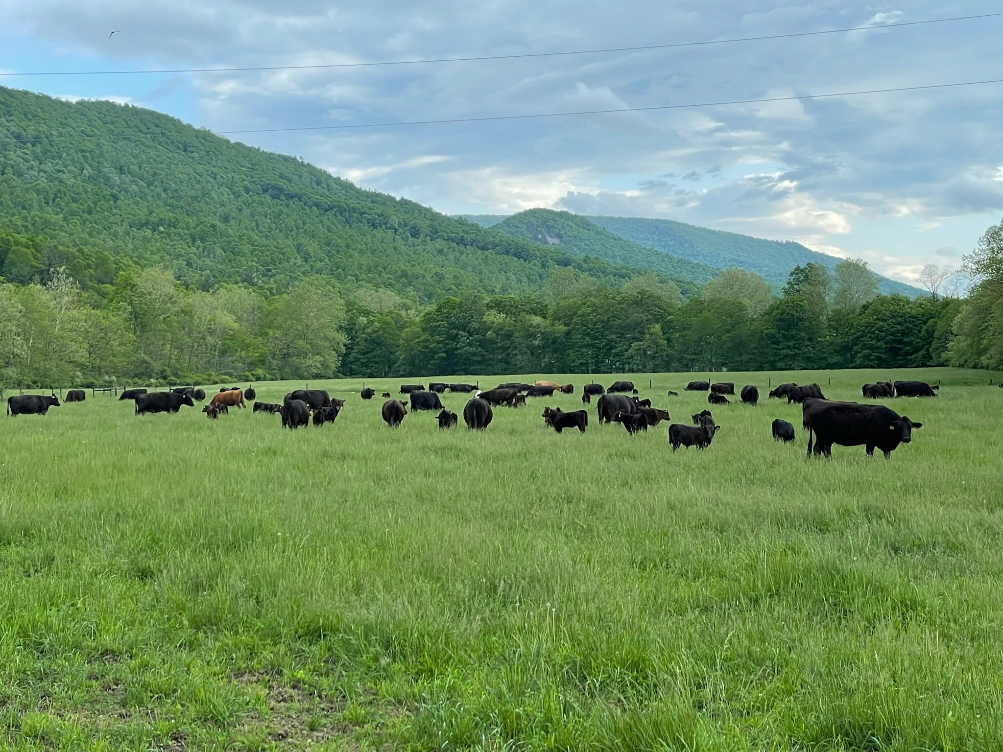 Contact | Buffalo Mills, PA — Clapper Family Beef