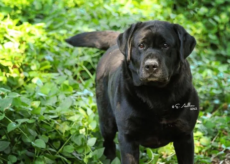 Brooks Labrador Retrievers