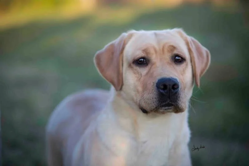Brooks Labrador Retrievers