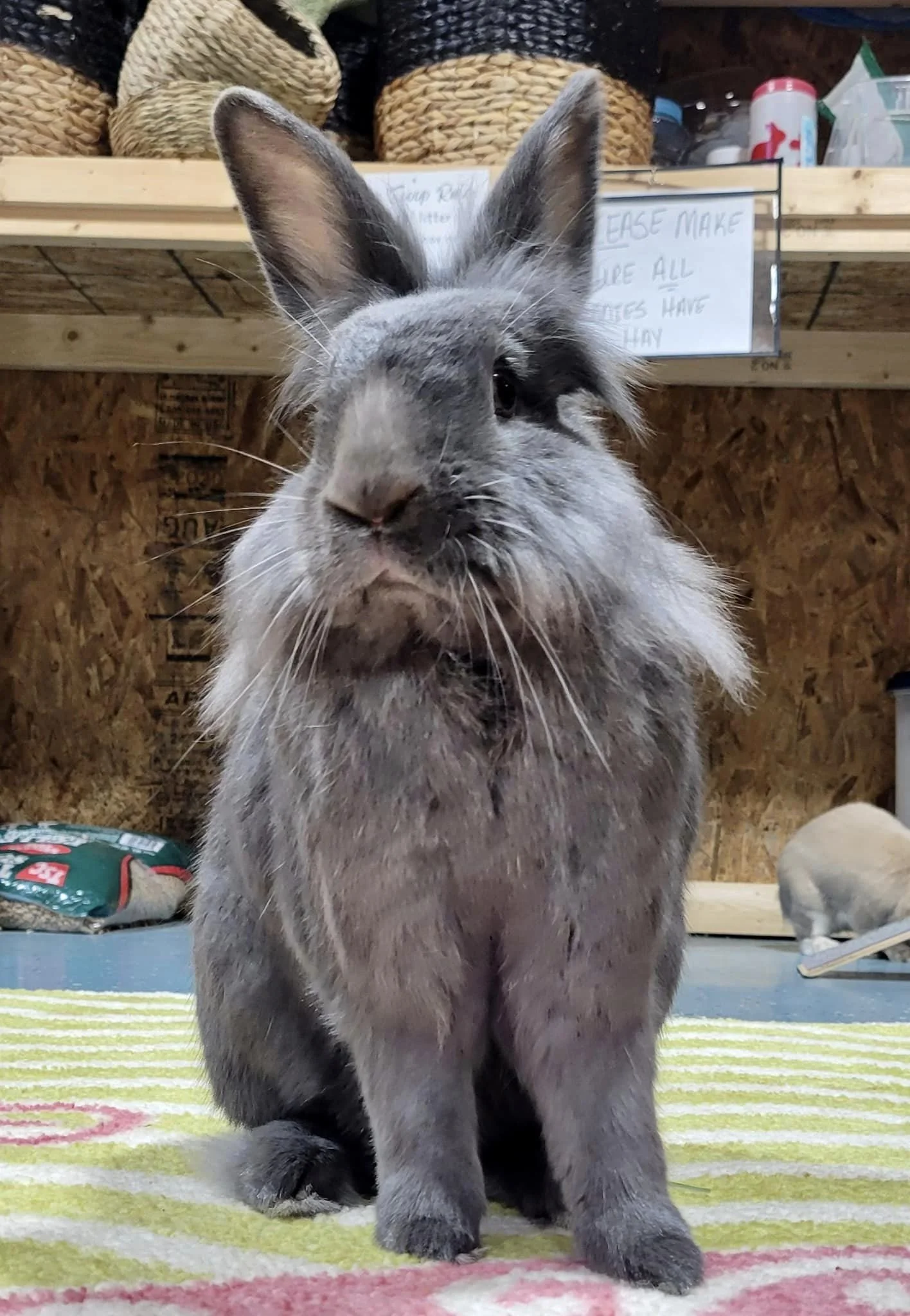 Bunny Blessings