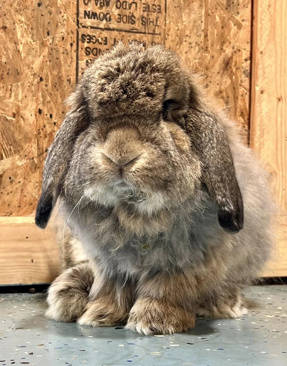 Bunny Blessings