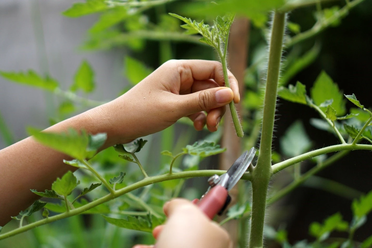 Coastal Wind and Salt Spray: Pruning Tips for Rye & Portsmouth ...