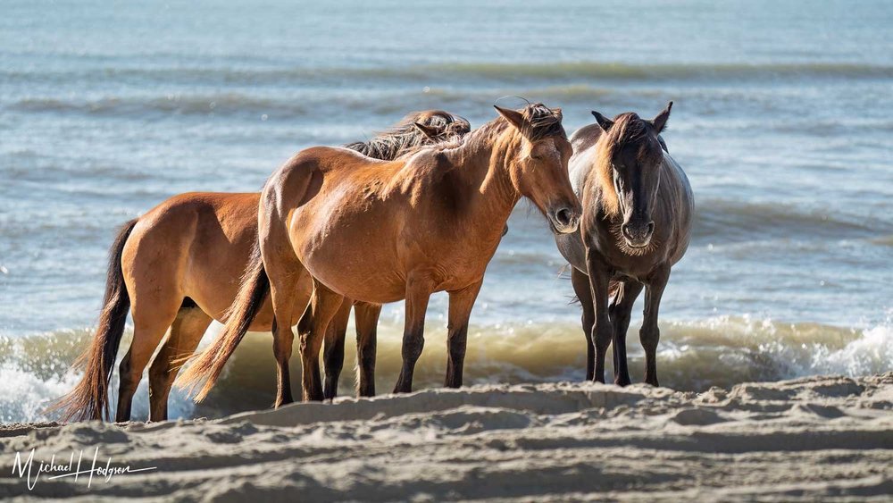 See the Corolla wild horses on a guided Humvee tour — HI Travel Tales