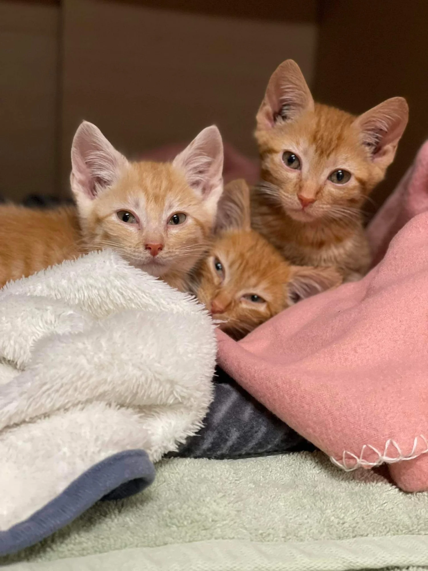 Ginger Ninja Animal Rescue