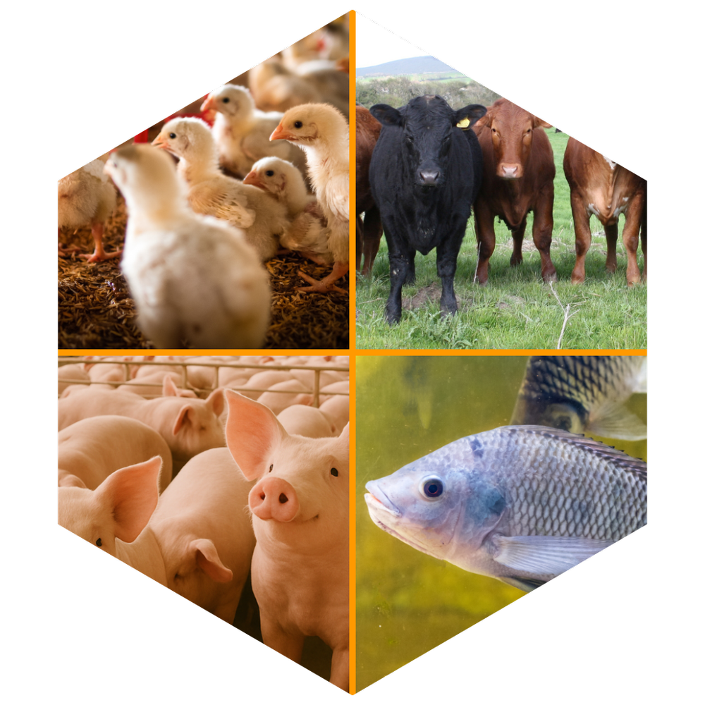 Speciality Feed Additives | Enzymes, Binders & Acids for Poultry ...