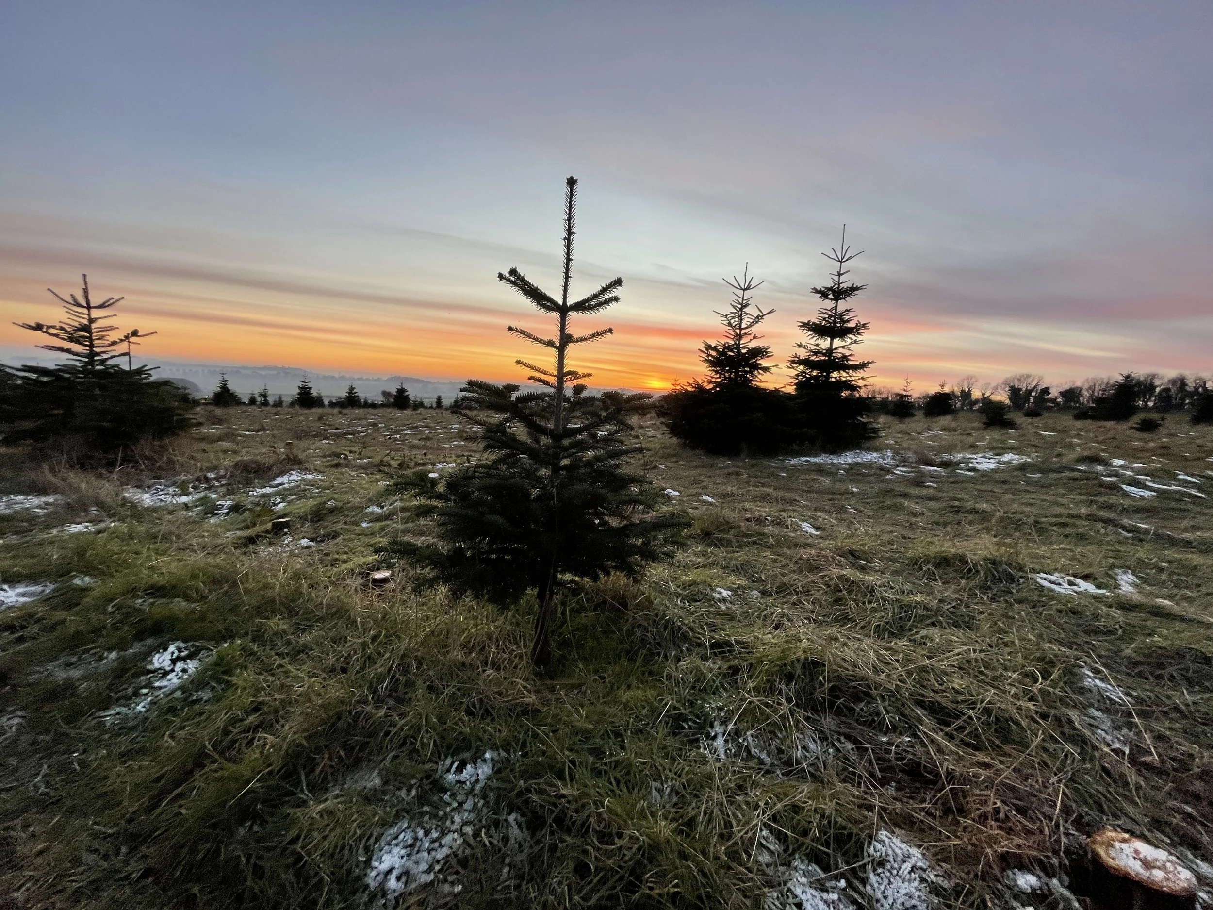 The Evergreens of Christmas: A Heritage of Greenery and Symbolism ...