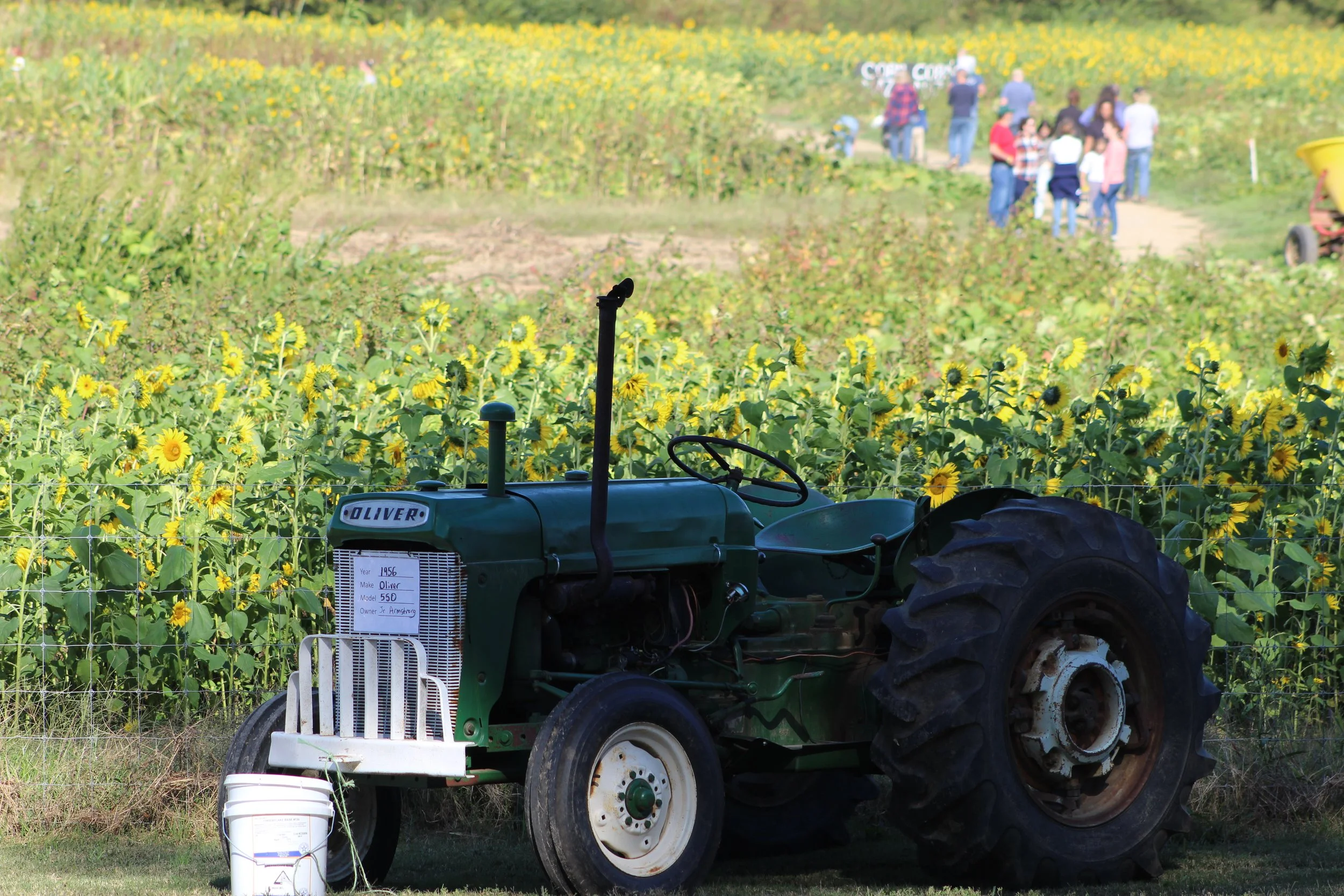 Armstrong Artisan Farm- Corn Maze & Real Pumpkin Patch