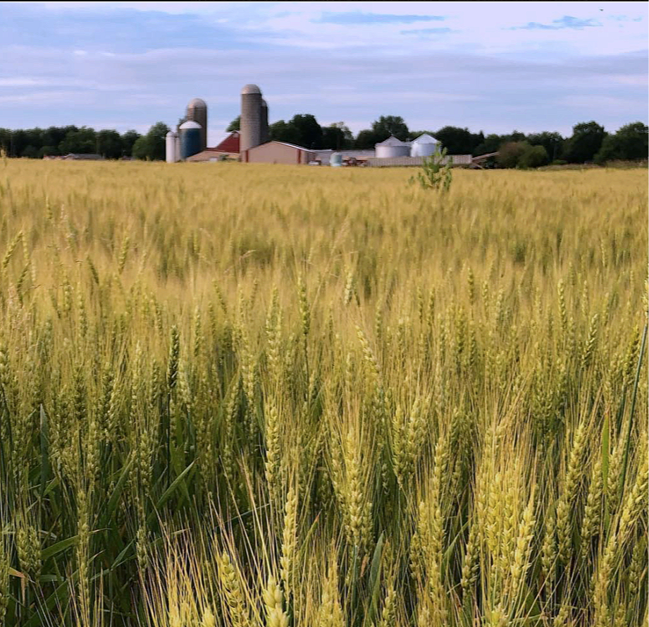 PENN VIEW FARM | Experience Farm Freshness – Visit Us Today